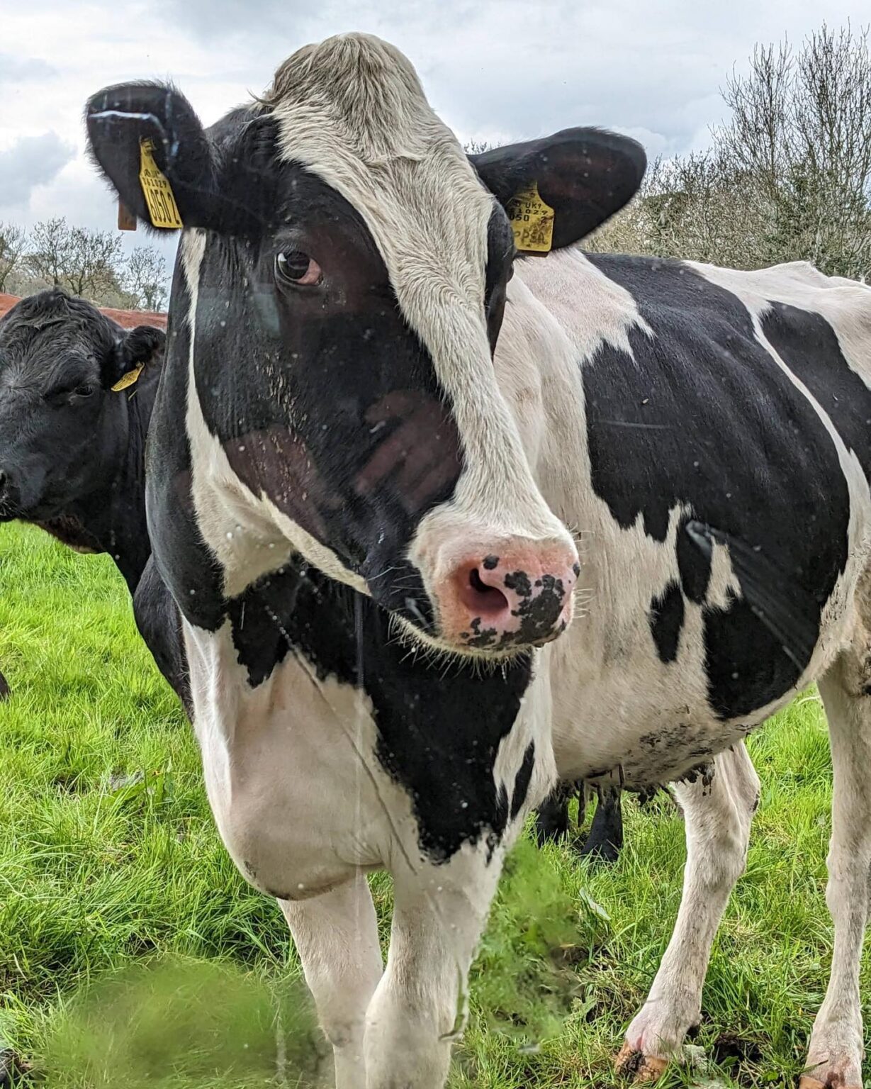 Interview: Neal Calderwood at Manor Park Studio - Chordblossom